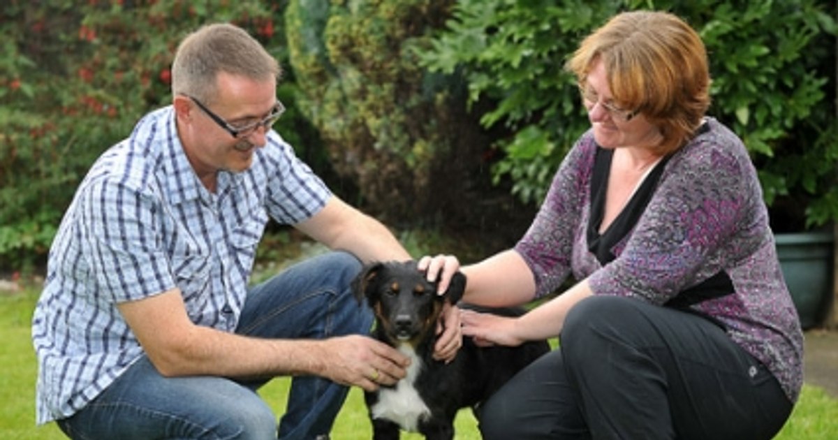 Un maidanez din România a ajuns vedetă în Marea Britanie | adevarul.ro