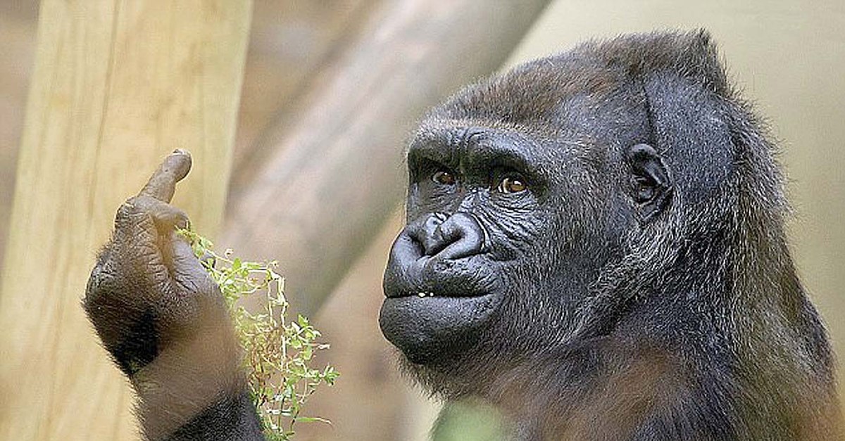Gorila a învăţat să arate degetul!