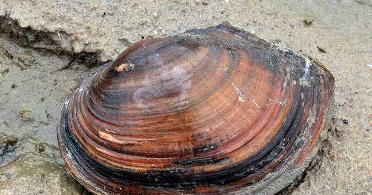 Ştiţi cum arată cea mai mare specie de scoică din România? Dacă nu, o ...