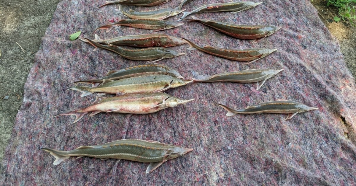 Braconaj la sturioni pe Dunăre, cu plase în lungime totală de 400 de ...