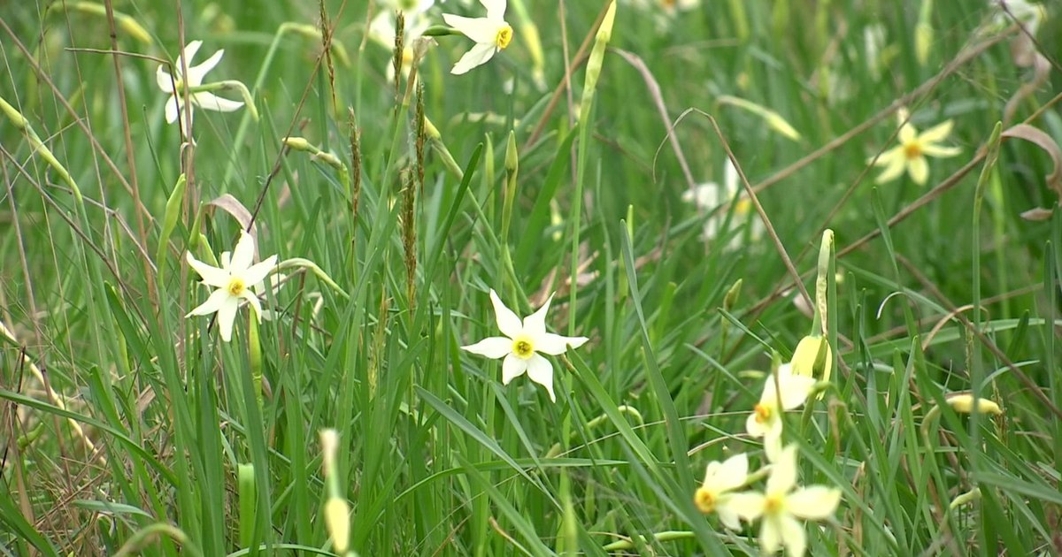 Poiana cu narcise sălbatice din Târgu Jiu. „Narcisele au înflorit mai ...