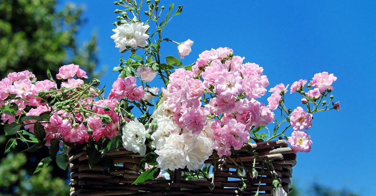 Cu ce trebuie să stropești trandafirii în luna iunie, pentru a-i feri ...