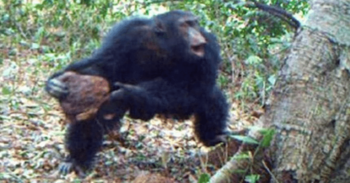 Desfăşoară cimpanzeii ritualuri?