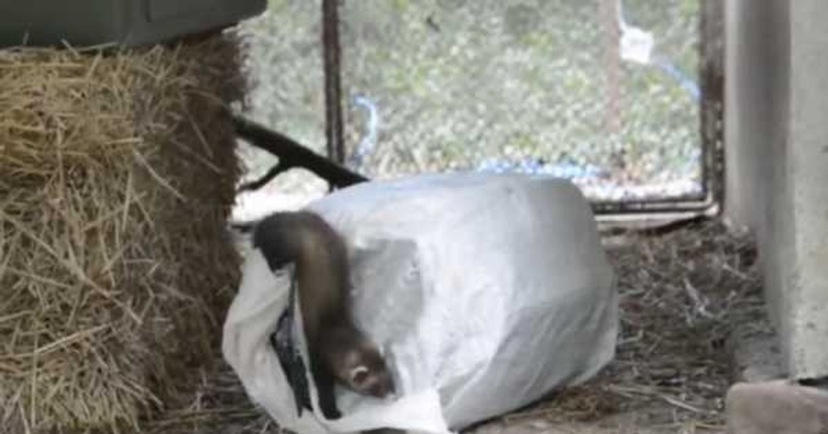 VIDEO Locul unde o familie de dihori şi-a găsit căminul. Proprietarul a ...