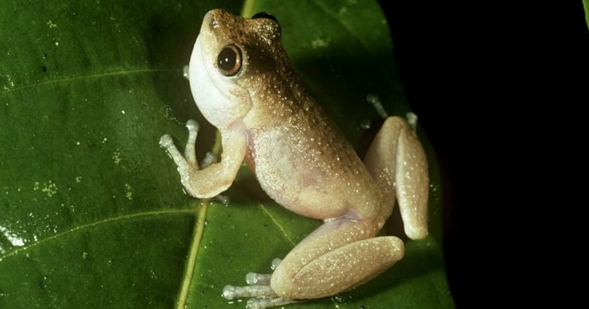 O specie de broască endemică în Australia, declarată dispărută ...