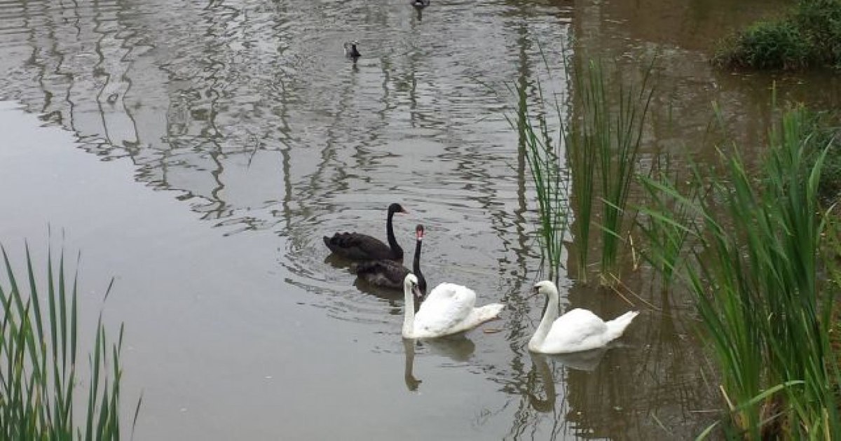Lebede albe şi negre şi nuferi, pe lacul de la Zoo | adevarul.ro