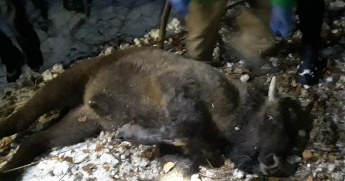 Pui de zimbru prins în laţ de braconieri. Animalul protejat de lege a ...