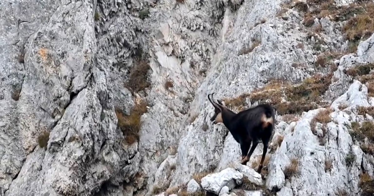 Caprele negre din Retezat, în toată splendoarea. Curiozități despre ...
