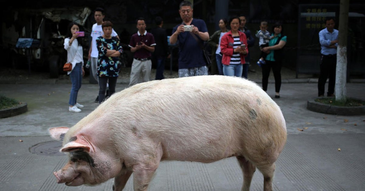 Porcul care a supravieţuit 36 de zile sub darâmături, la cutremurul din ...