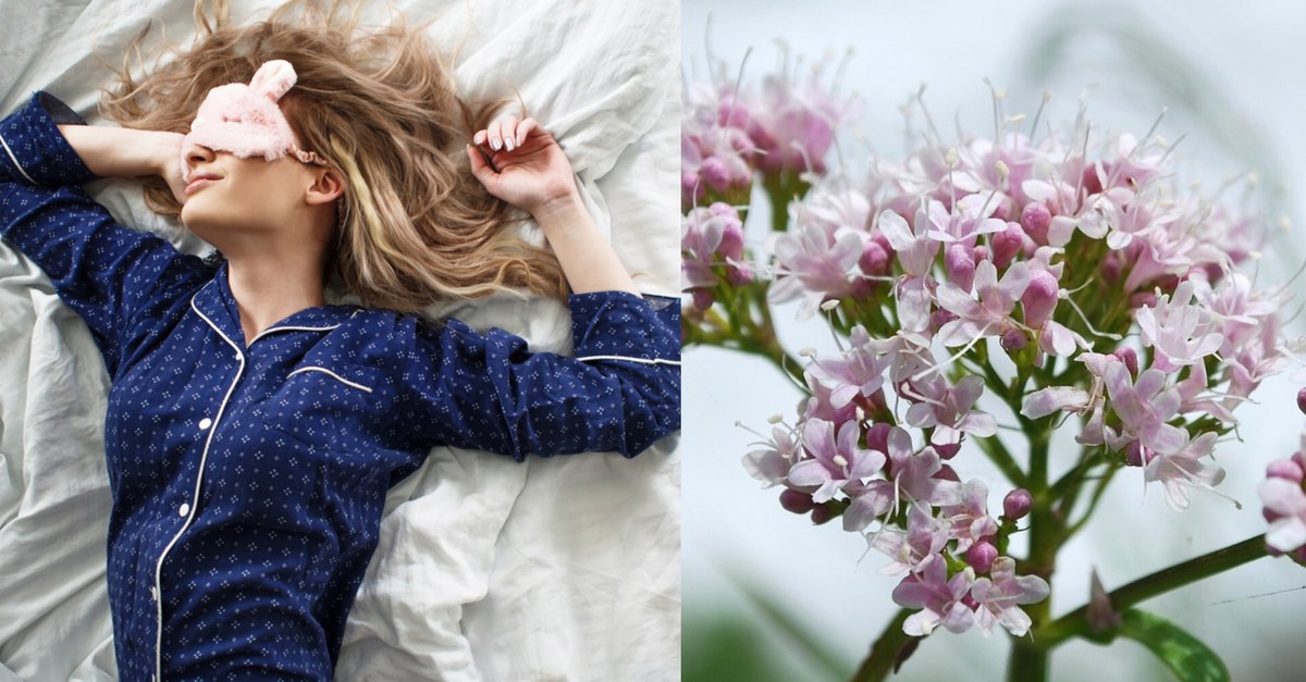 Planta care acționează ca un somnifer natural. E ideală pentru ceai ...