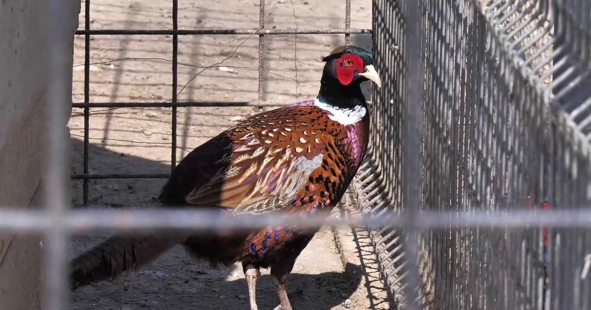 Paștele ca-n ograda bunicilor. Experiența inedită oferită turiștilor în ...