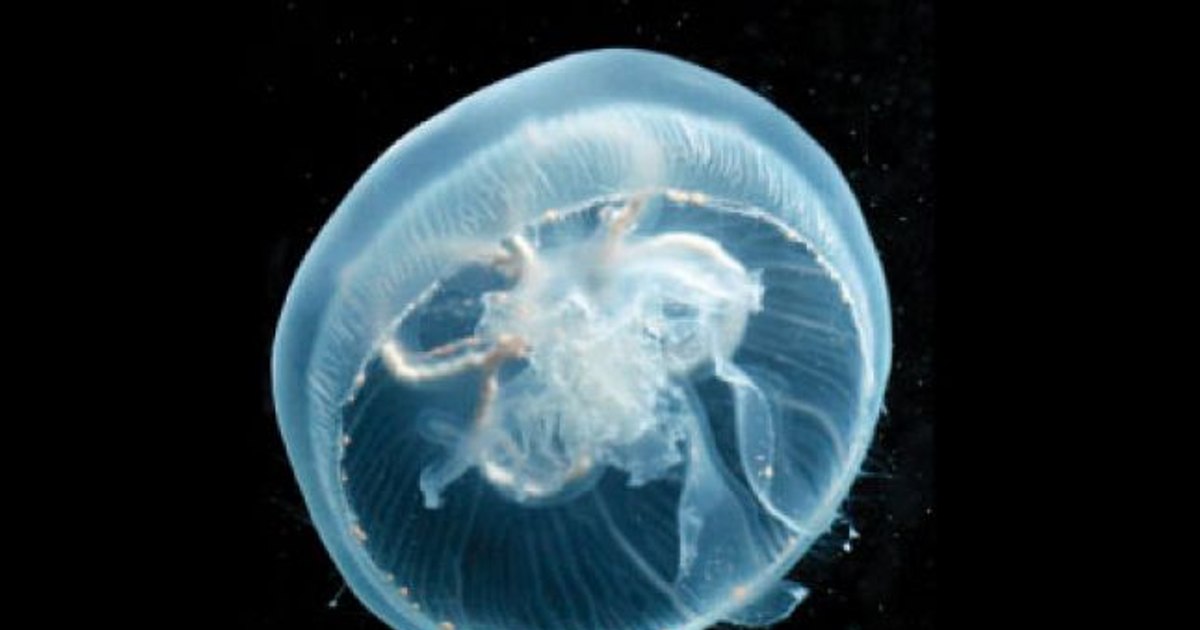 Energie solară din spumă de meduze | adevarul.ro