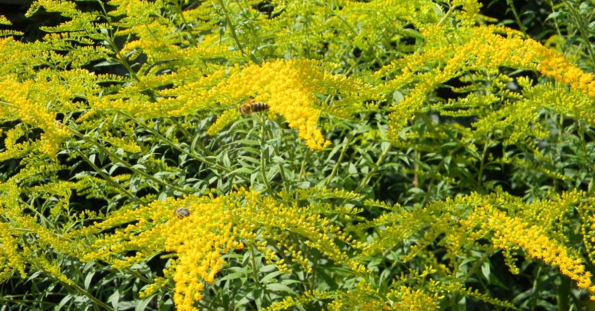 Ceaşca de sănătate: Sulfina, o plantă cu puteri miraculoase