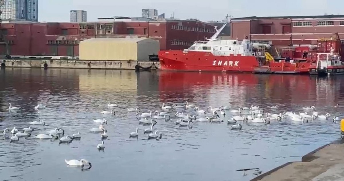 Invazie de lebede în portul Constanța. Avertismentul biologilor, cu ce ...