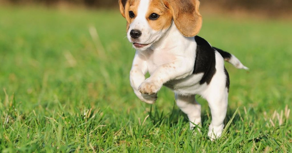 Cele mai inteligente animale domestice | adevarul.ro