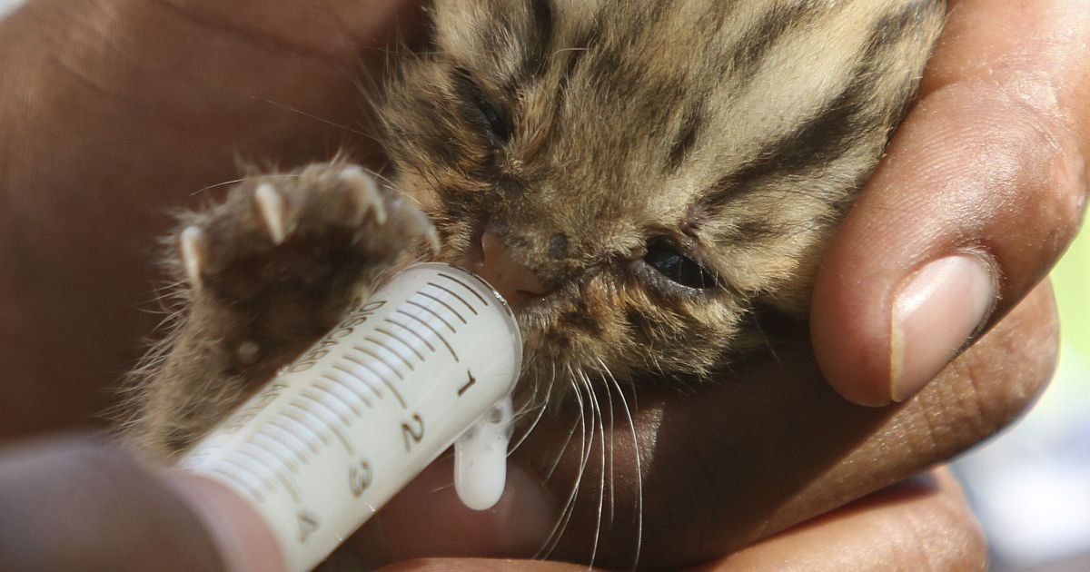 FOTO Supravieţuitori. Doi pui de leopard au fost salvaţi din inundaţii ...