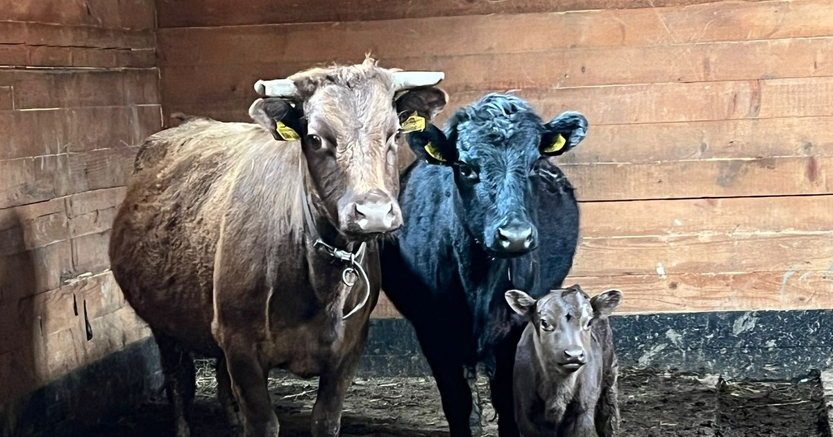 Noi animale la Grădina Zoo din Sibiu: trei pui de muflon şi un viţeluş ...