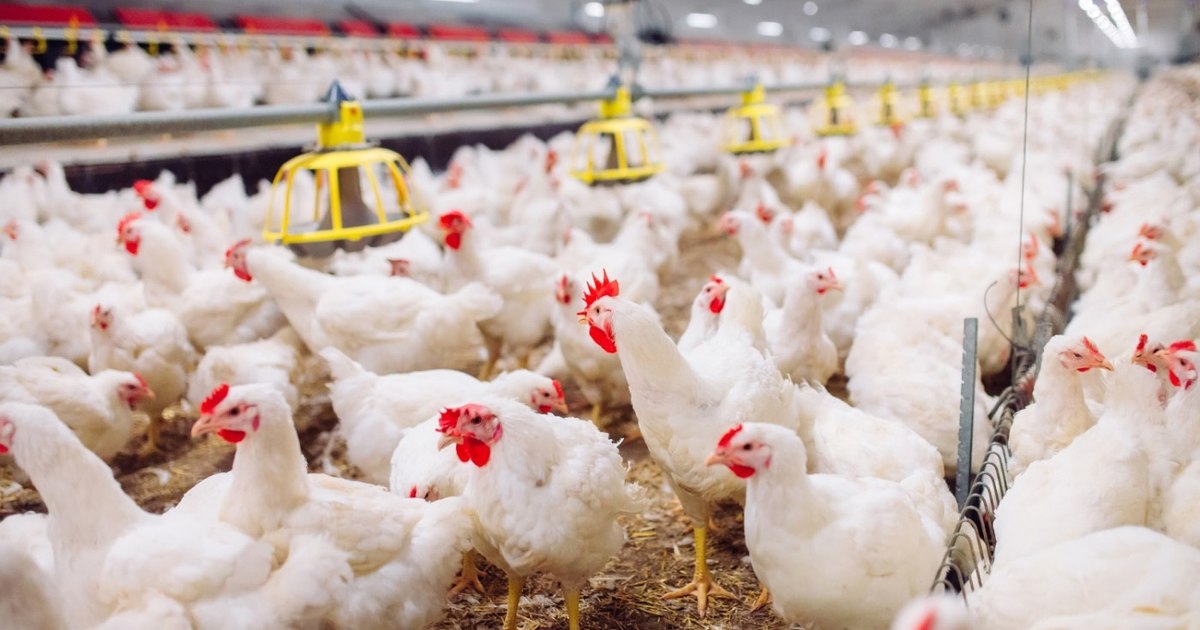 Camionagiu care transporta pui la abator, ajuns găinar. A fost ispitit ...