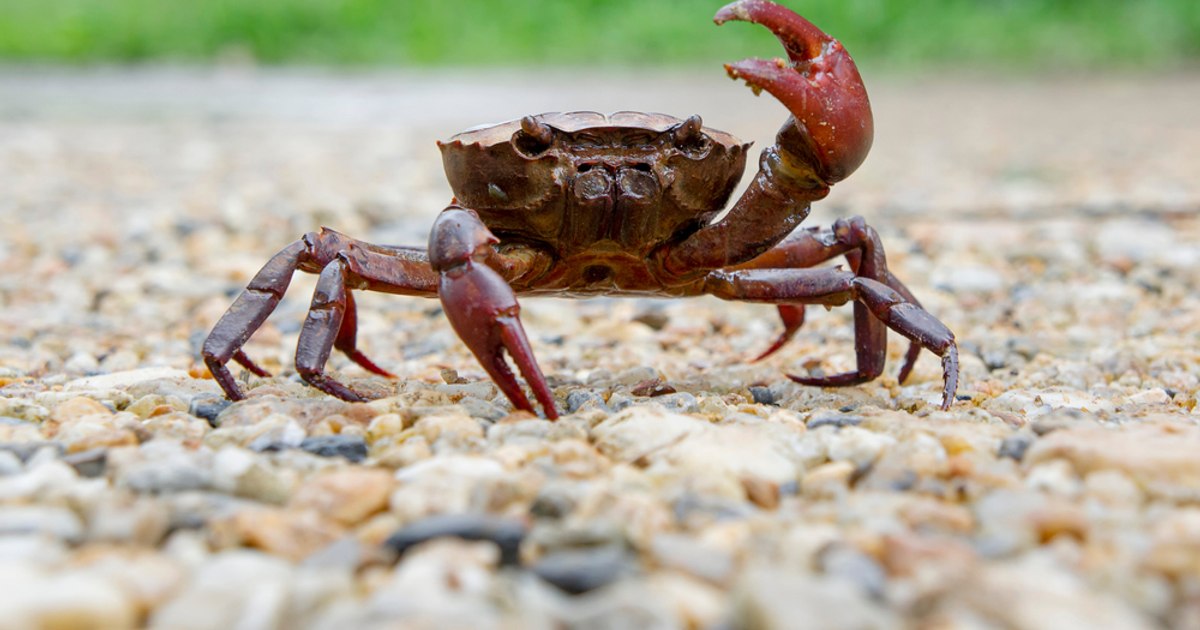Oamenii de știință au descoperit un înlocuitor surprinzător pentru ...