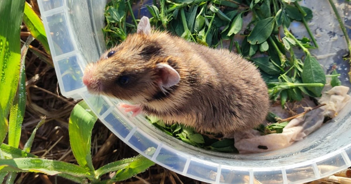 Hamsterul românesc, văzut în premieră, după trei ani, în Delta Dunării ...