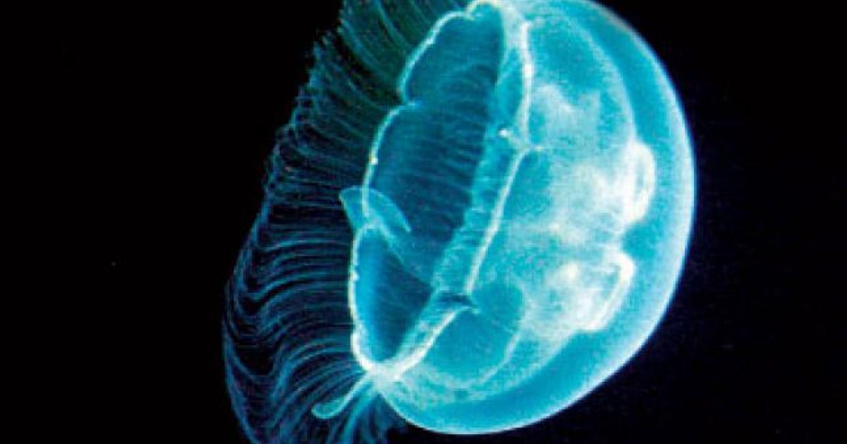 Invazie de meduze veninoase în Marea Neagră | adevarul.ro