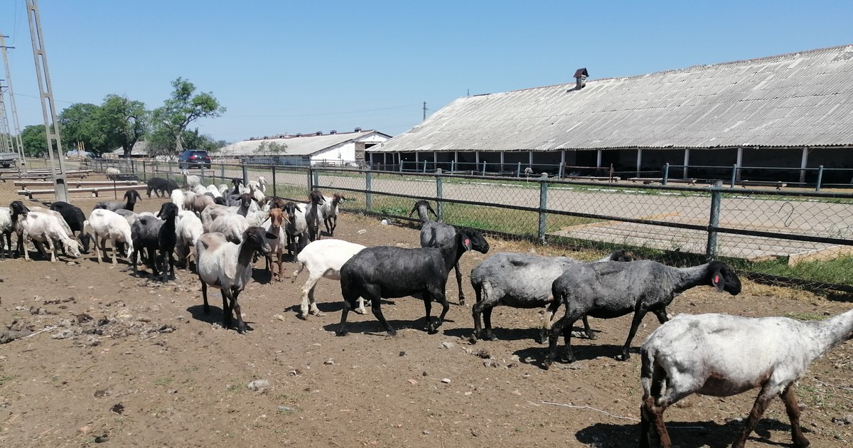 Ciobani din Bangladesh în „Țara Mioriței”. Soluția de avarie aleasă de ...