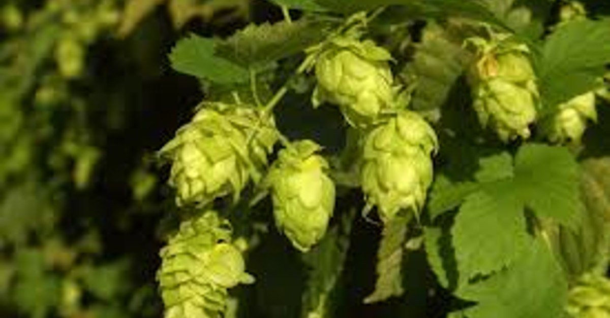 Ceașca de sănătate: Hameiul este un somnifer excelent