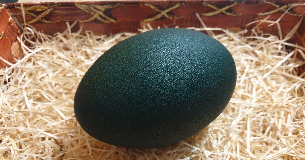 Oul de culoare verde închis, care surprinde pe toată lumea. Este ...