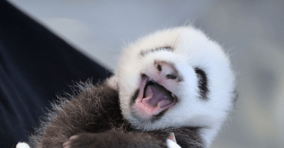 FOTO Câtă gingăşie! Un pui de panda le-a făcut cu lăbuţa fotografilor