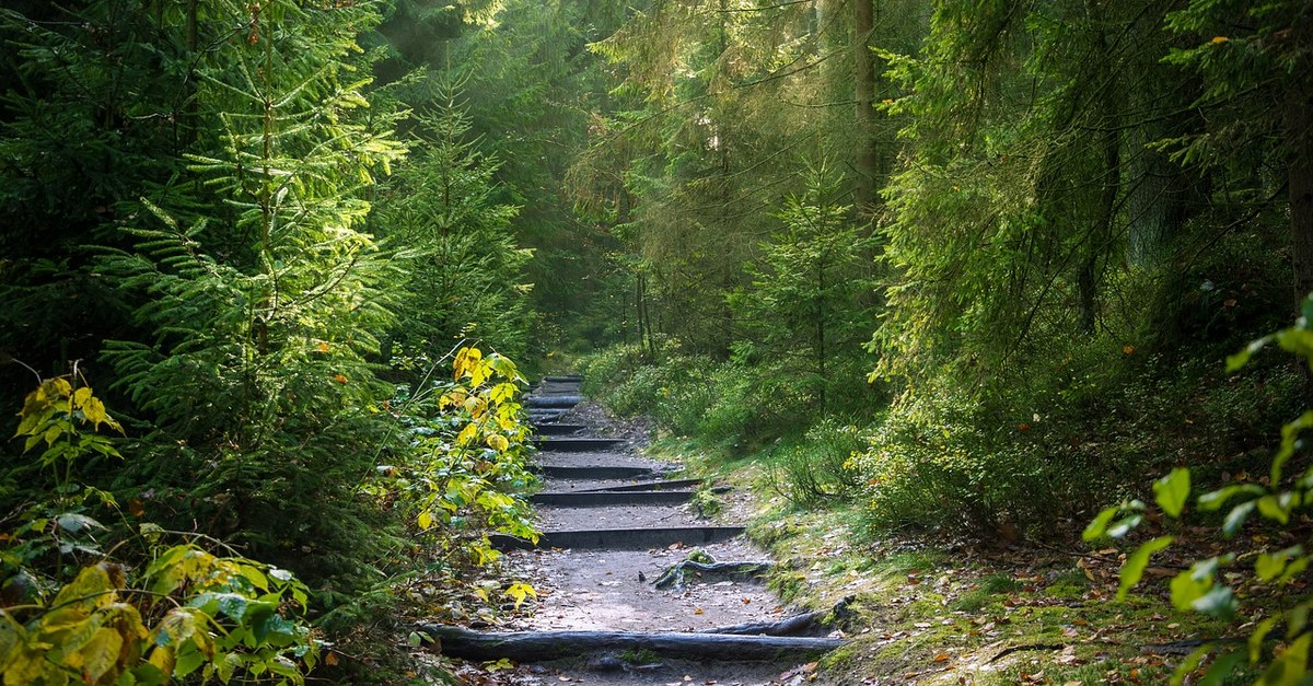 Animalul rar, „vechi” de peste 400 de milioane de ani, care trăiește în ...