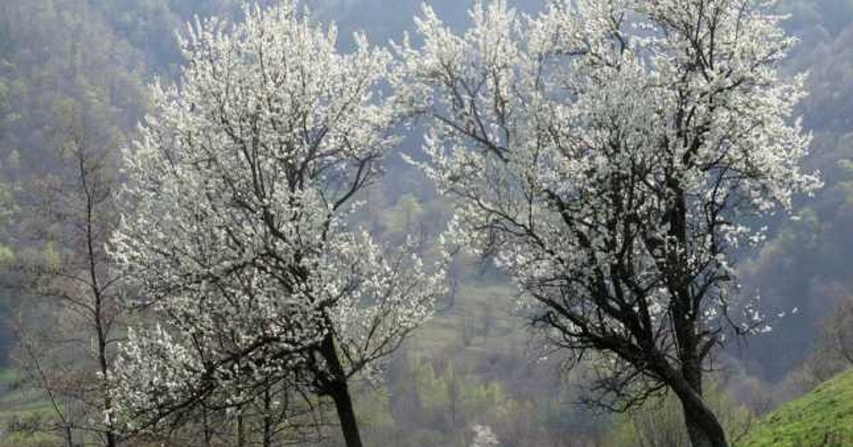 Podu' Calului şi Calu' Podului | adevarul.ro