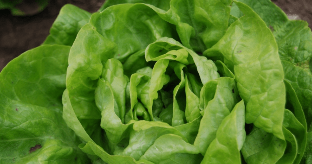 Ce legume poţi creşte în apartament