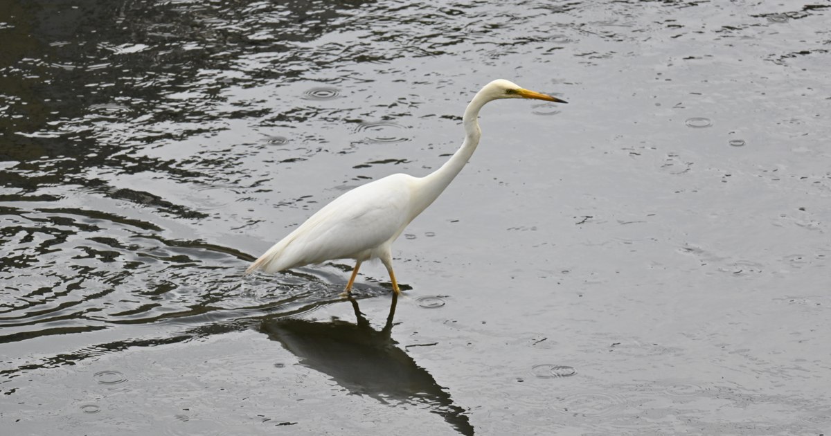Egrete și rațe sălbatice în zona urbană, pe râul Bahlui. Imagini ...