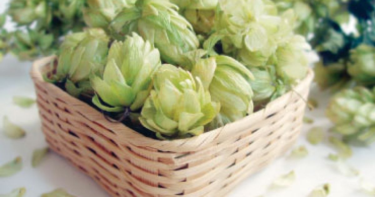 Hameiul previne osteoporoza | adevarul.ro