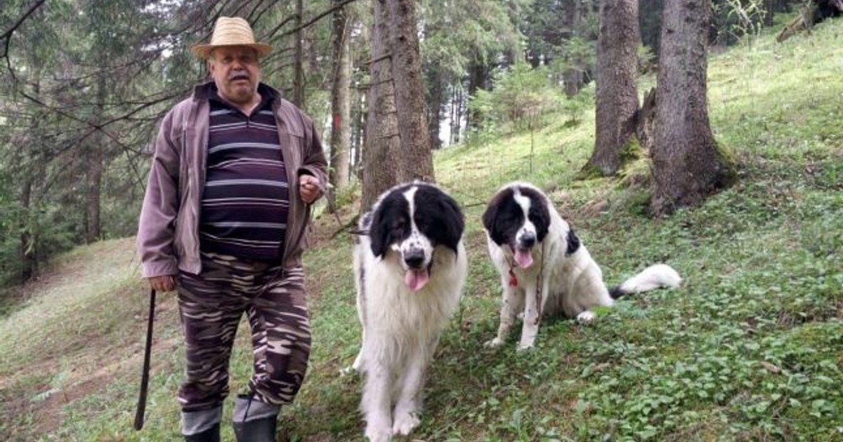 Ciobănescul românesc de Bucovina, recunoscut oficial pe plan ...