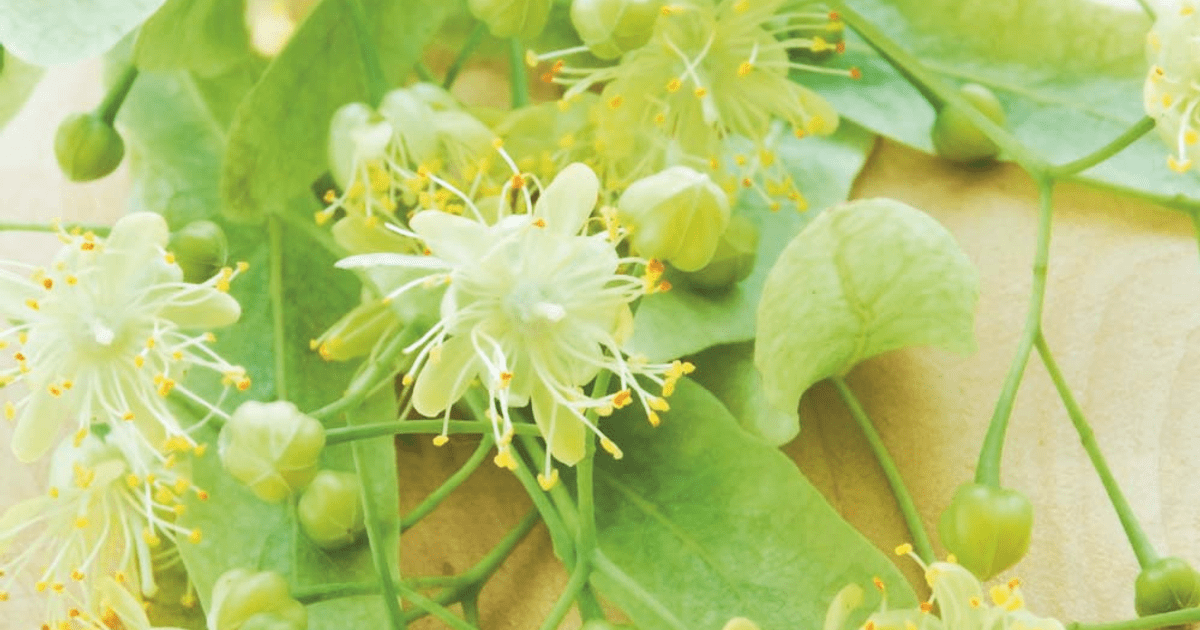 Tratamente naturiste din flori de tei