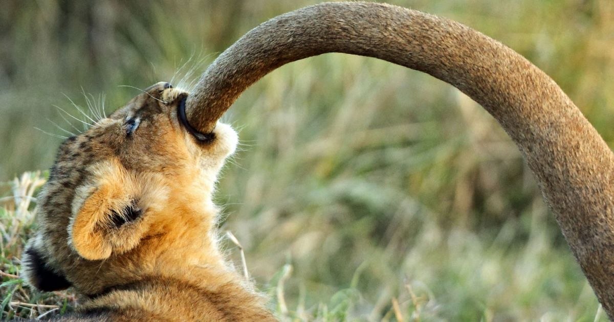 Documentare cu animale sălbatice. Câteva recomandări pentru seara ...