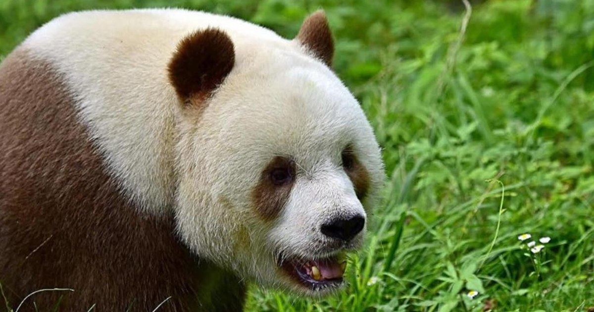 O specie de urși panda alb-maro trăiește în munții Chinei. Cum au ...