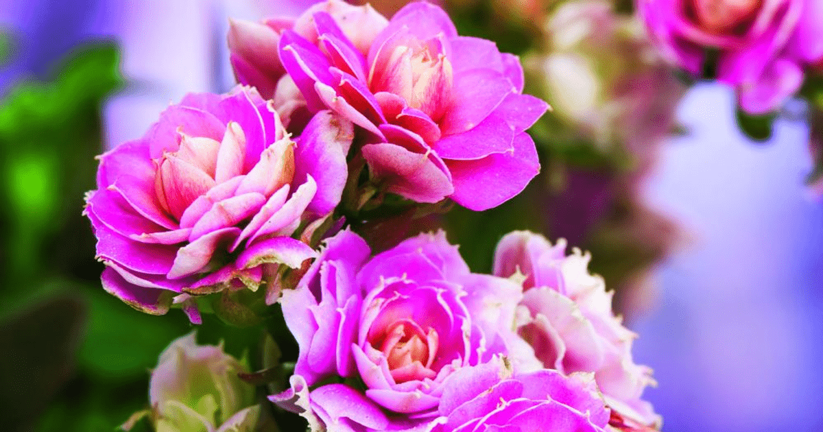 Flori superbe care înfloresc şi iarna