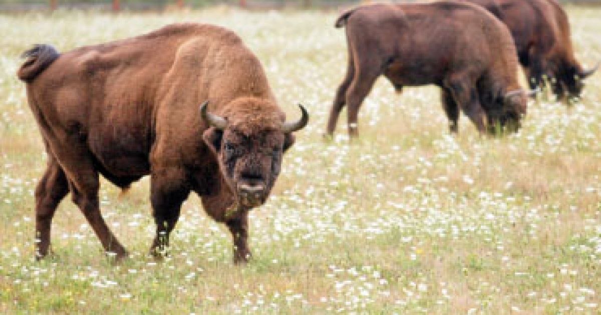 Cea mai nouă rezervaţie de zimbri | adevarul.ro