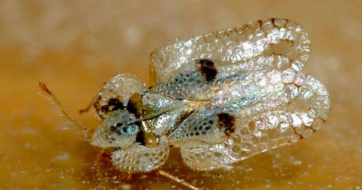 Tigrul platanului a invadat din nou marile oraşe. Deşi este o insectă ...