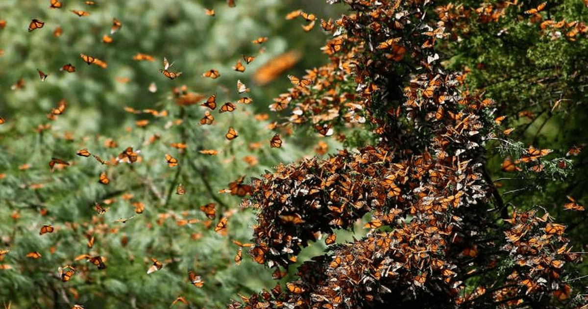 Minunile naturii: fluturii monarh