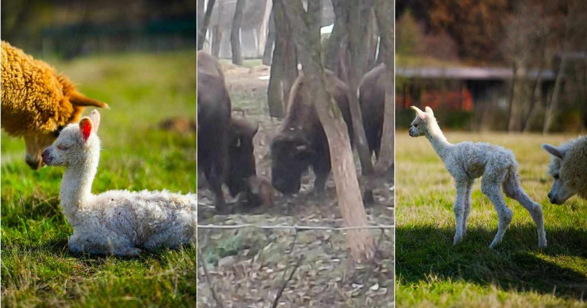 Imagini adorabile cu două animale exotice născute la poalele ...