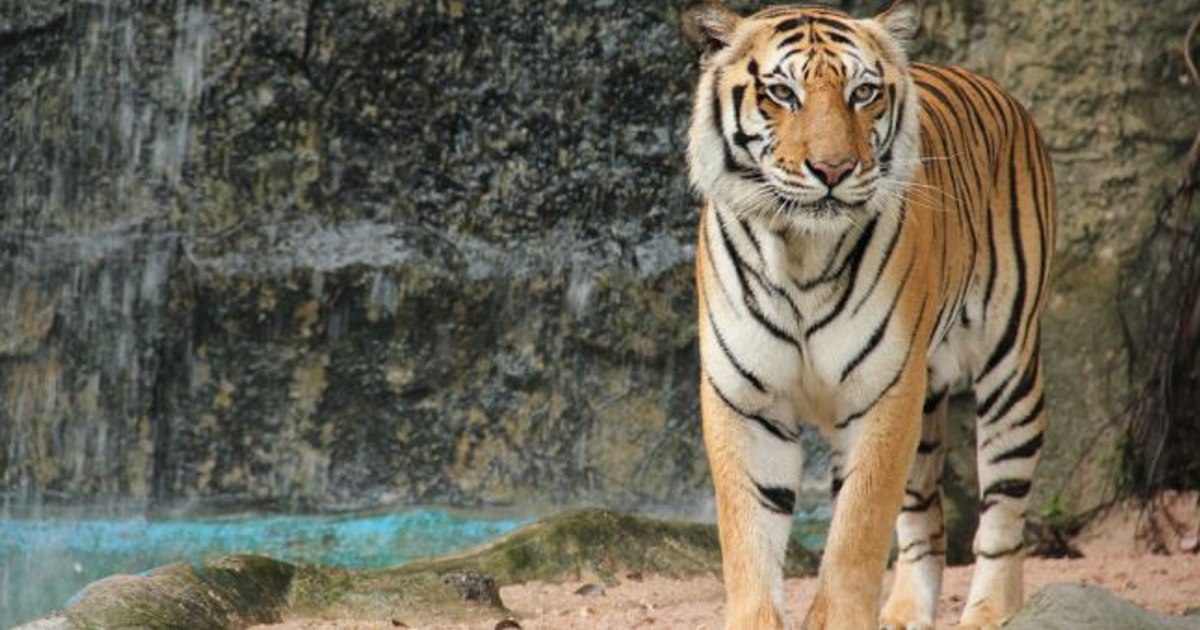 Thailanda: sute de oameni vânează un tigru care a ucis două persoane în ...