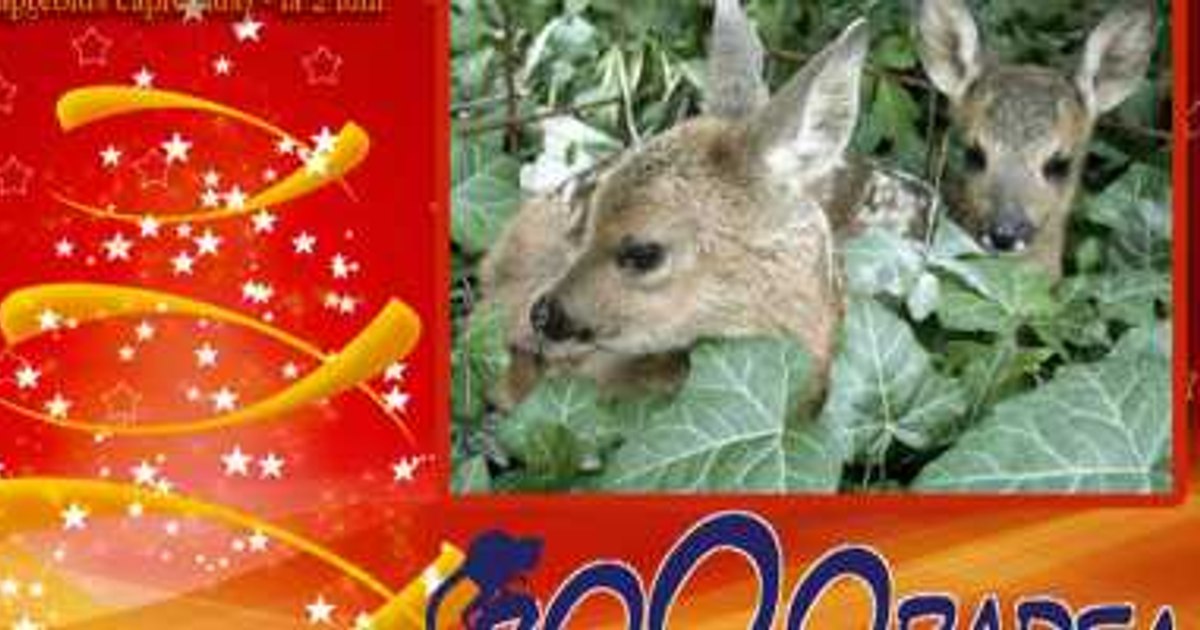 Puii de căprioară de la Grădina Zoologică din Oradea au devenit ...