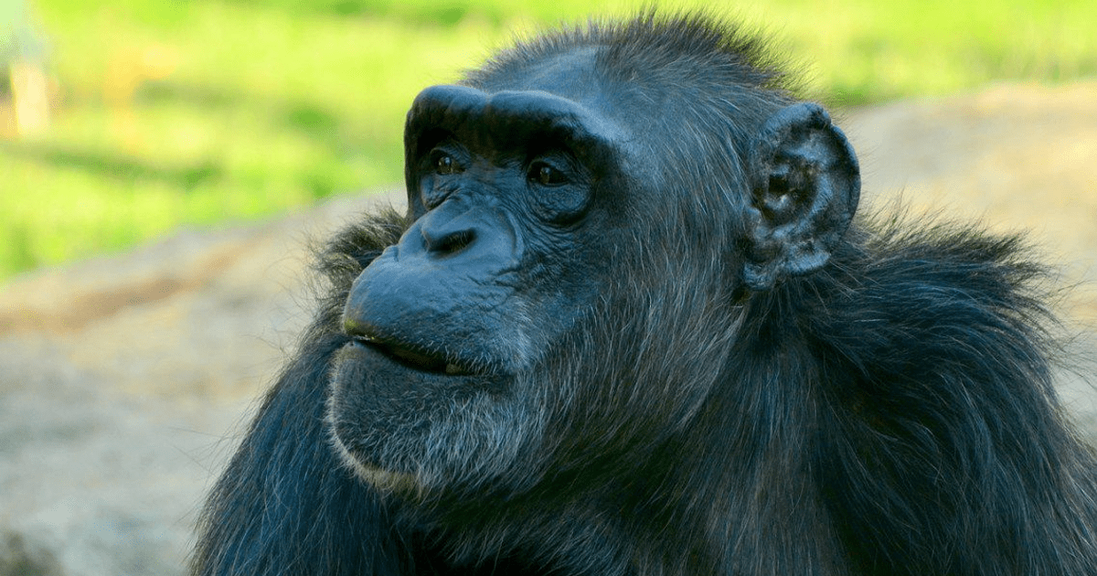 Zeci de cimpanzei din vestul Africii, uciși de boală misterioasă