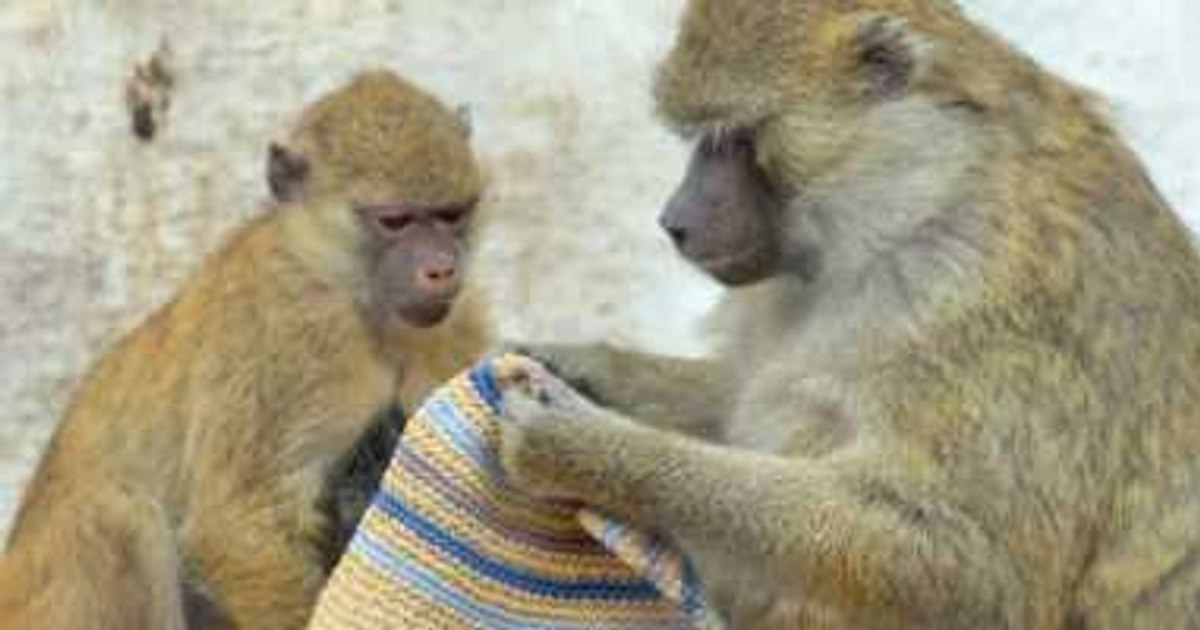 Csabi, babuinul hoţ de la Zoo | adevarul.ro