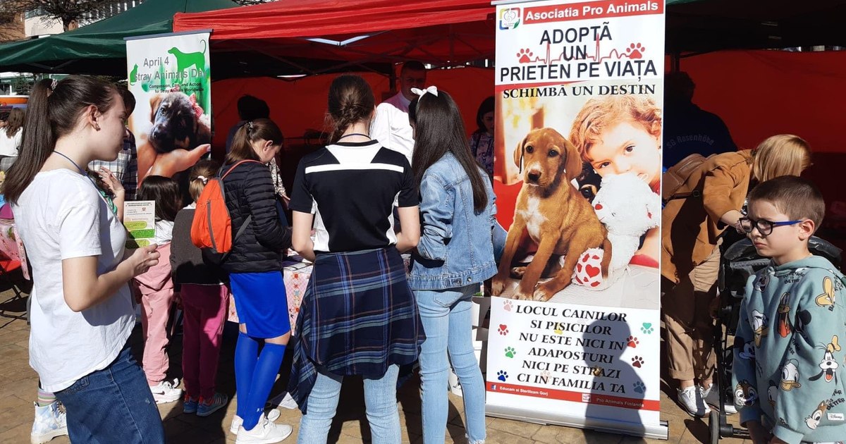 Târg de adopții de căței și pisici, pentru Ziua Internațională a ...