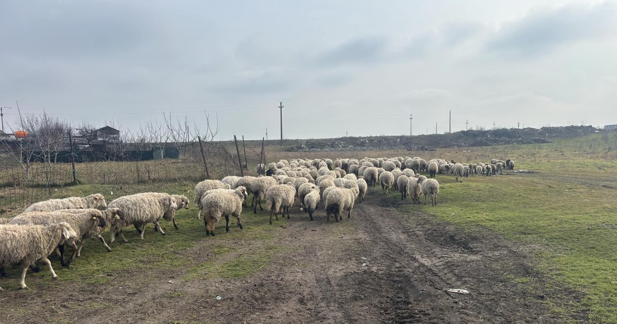 Mielul de Paște și prețul corect pentru fermieri și cumpărători. „A ...