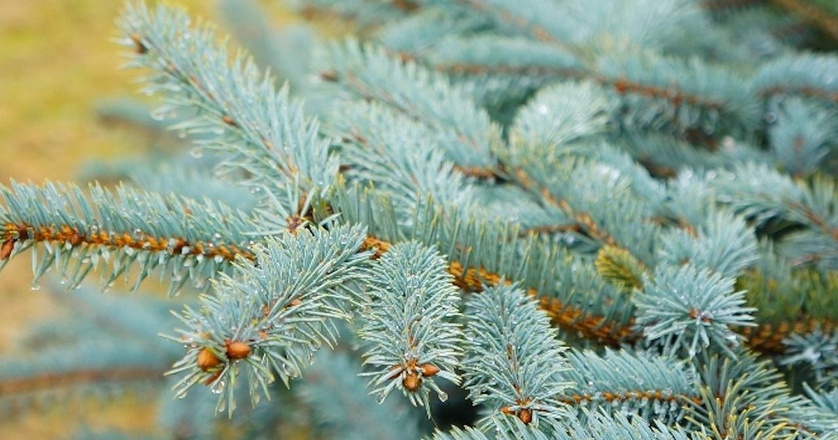 Cum să alegi coniferele perfecte pentru decorul grădinii tale în ...